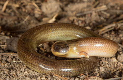 Reptile Facts - libutron: Three-clawed worm-skink | ©Ryan... Reptile Facts - libutron: Three-clawed worm-skink | ©Ryan...