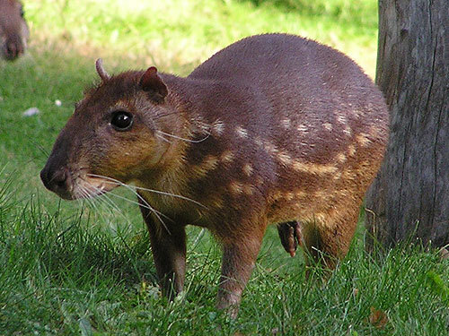 cool-critters: Lowland paca (Cuniculus paca) The... - just another dead rat cool-critters: Lowland paca (Cuniculus paca) The... - just another dead rat