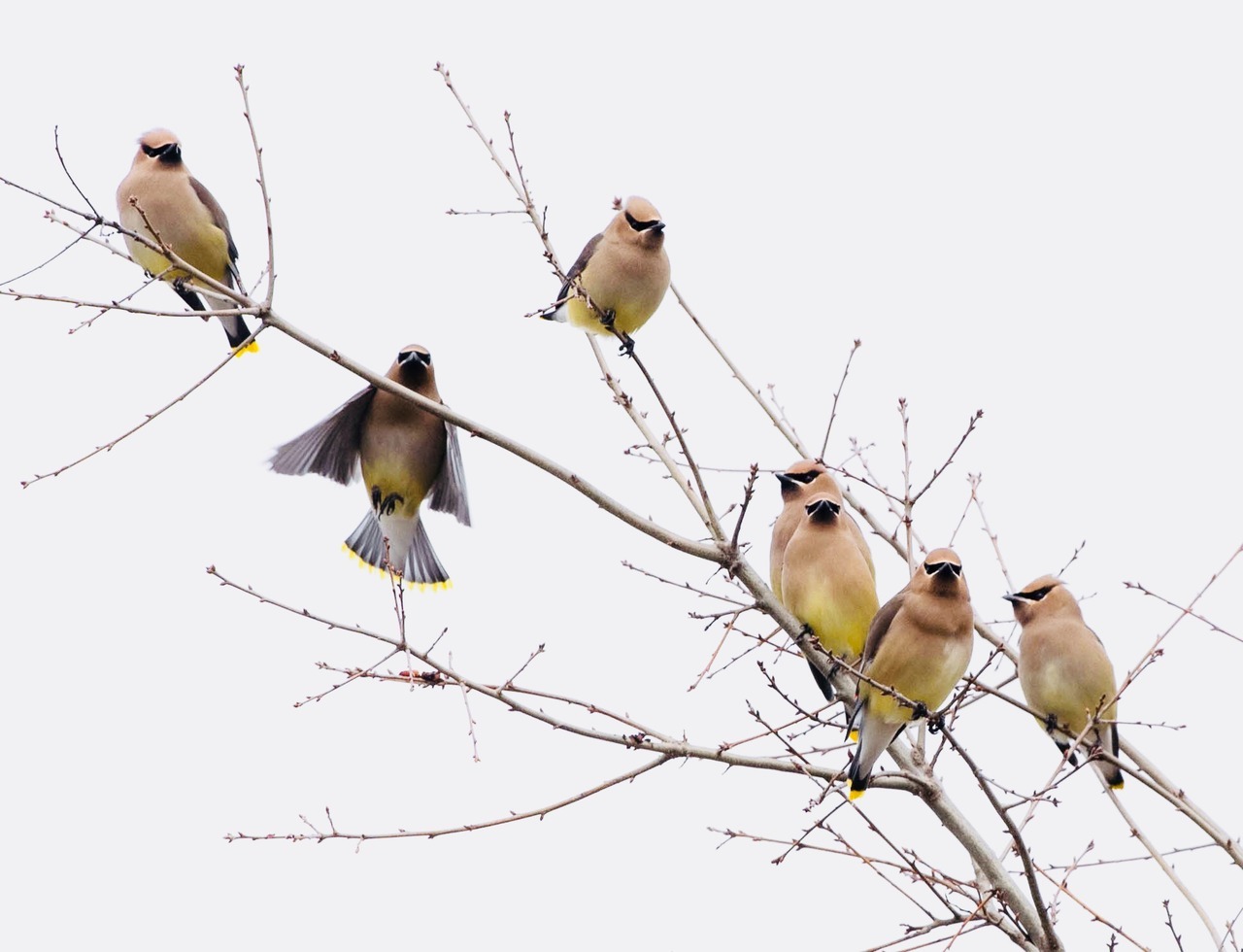 On Wax Wings Tumblr