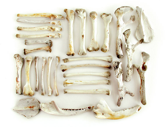 Feather And Moss Curiosities More Opossum Bones Part Of The Opossum Bone Haul