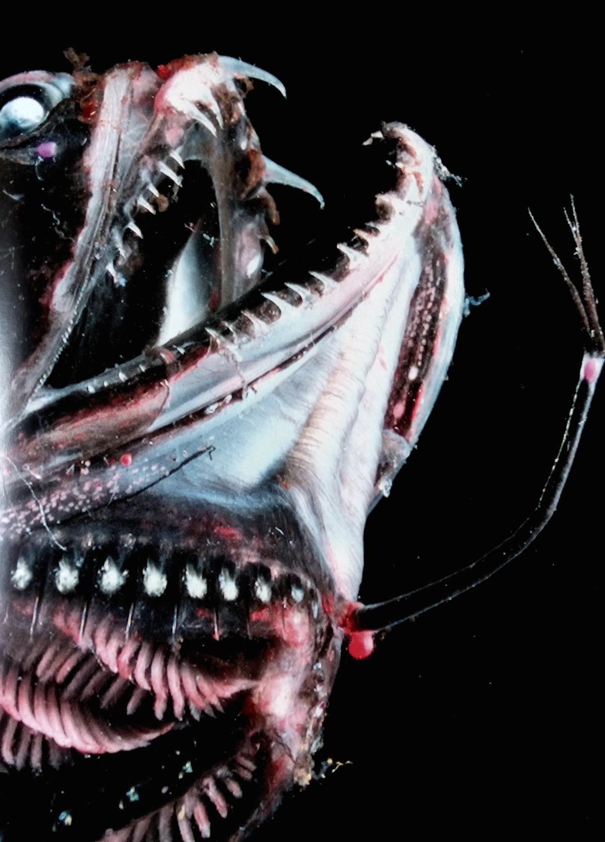 Vampire Squids Tuber Worms And Other