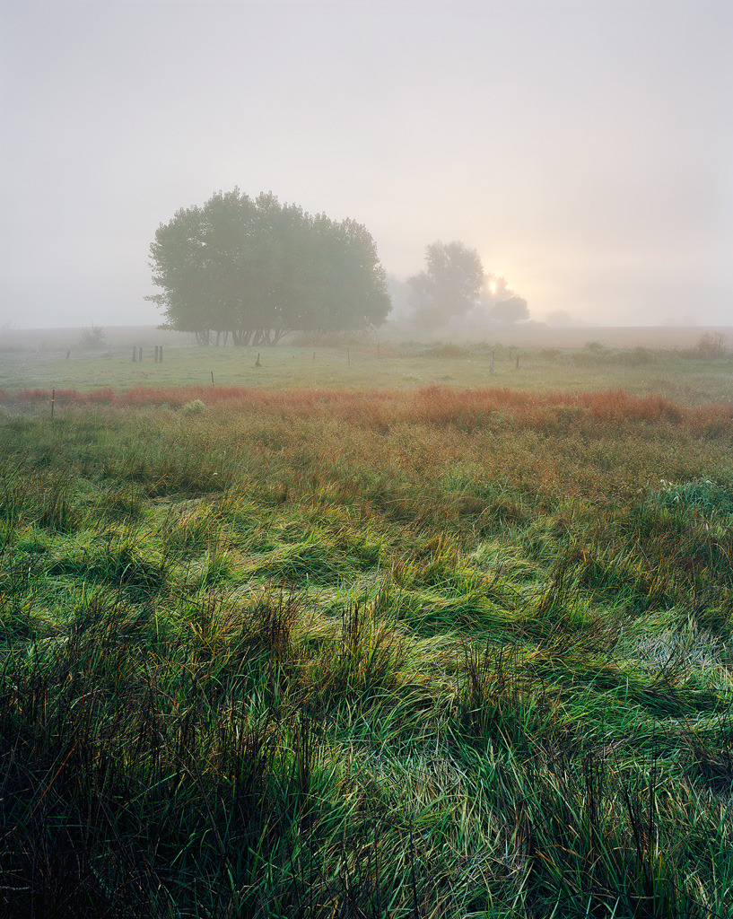 Alex Burke Foggy Field Just Last Month The Grasses Were