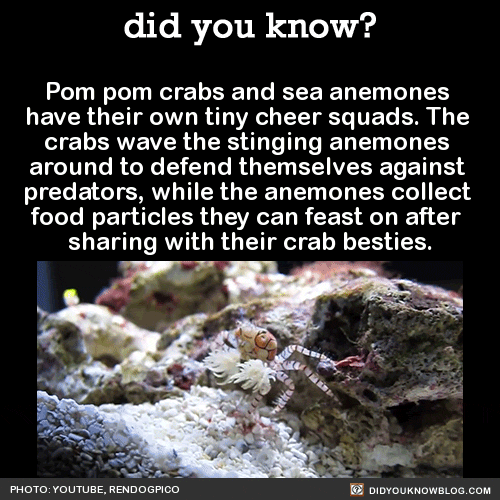 Did You Kno Pom Pom Crabs And Sea Anemones Mental Floss