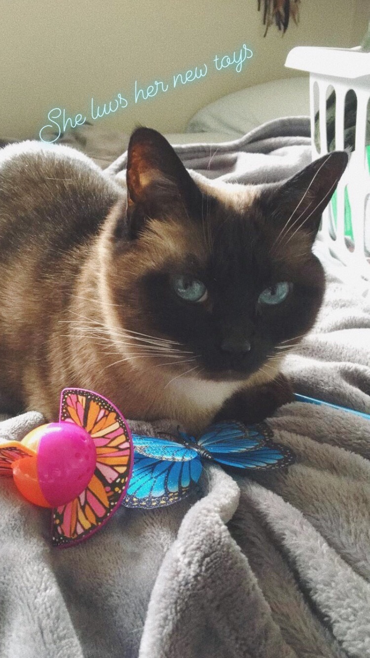 Siamesecat On Tumblr