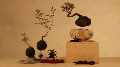 Pingoose Humoristics Floating Bonsai Trees Are Now A