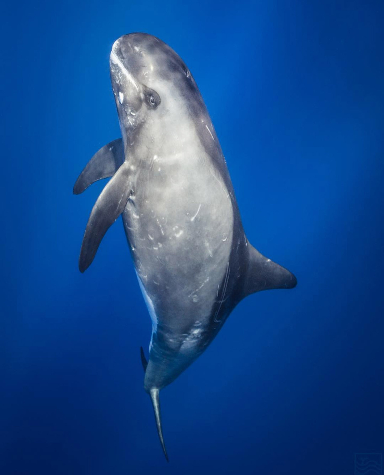 Pygmy Killer Whale On Tumblr