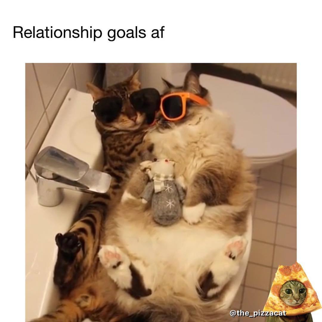 Pizzacat Party — Party Cats Are In Love 😻 🍕 🐾 Follow My Cat