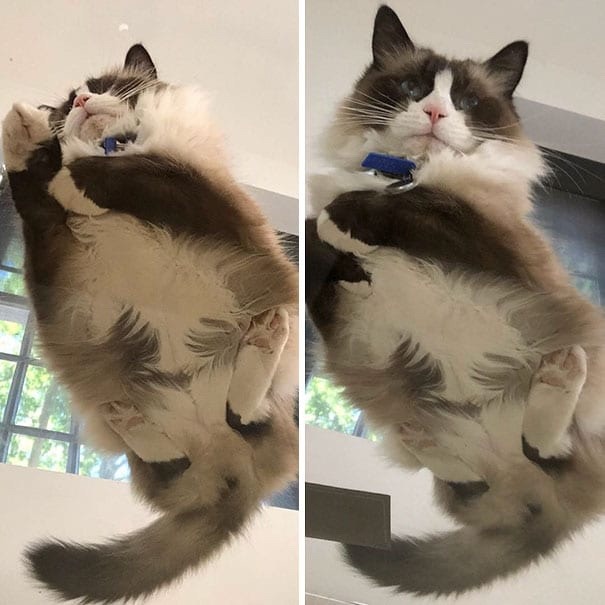Cat Loaf On Tumblr