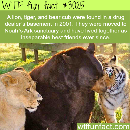 A Lion Tiger And Bear The Cutest Friends You