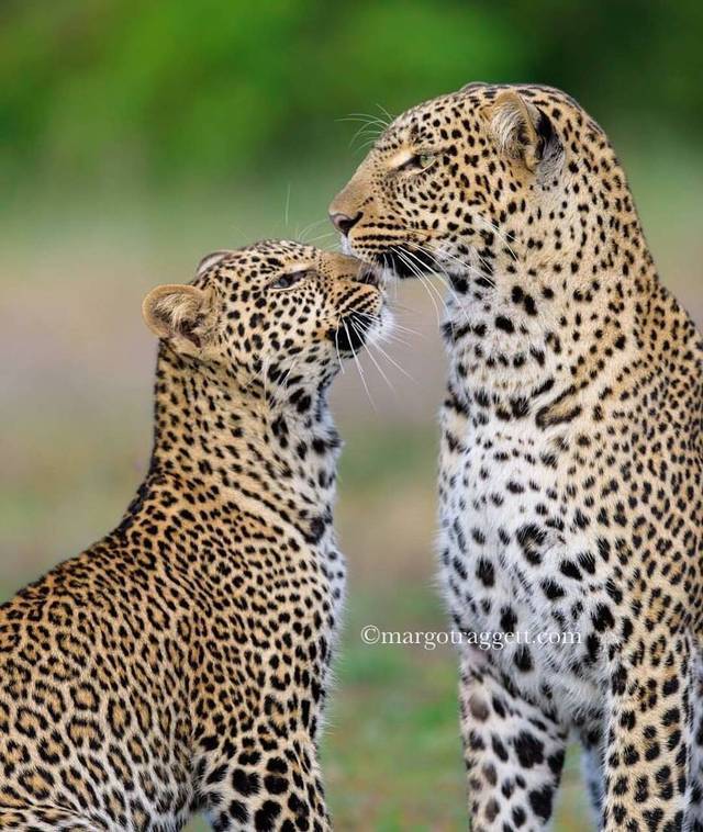 Johnnys Blog — Funnywildlife Leopard Love Check Out This
