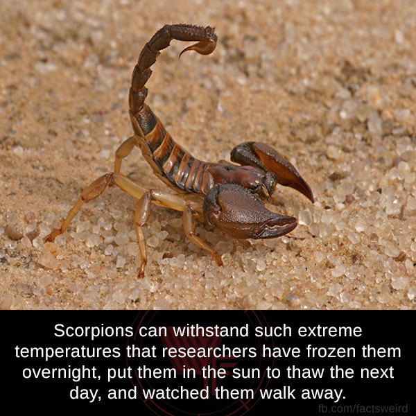 Weird Facts — Scorpions Can Withstand Such Extreme Temperatures