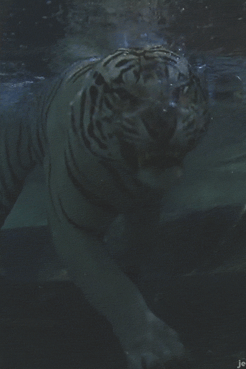 Tiger On Tumblr
