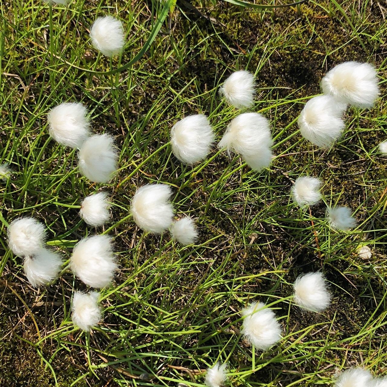 Agnes Cotton Grass🐇🌱🌾