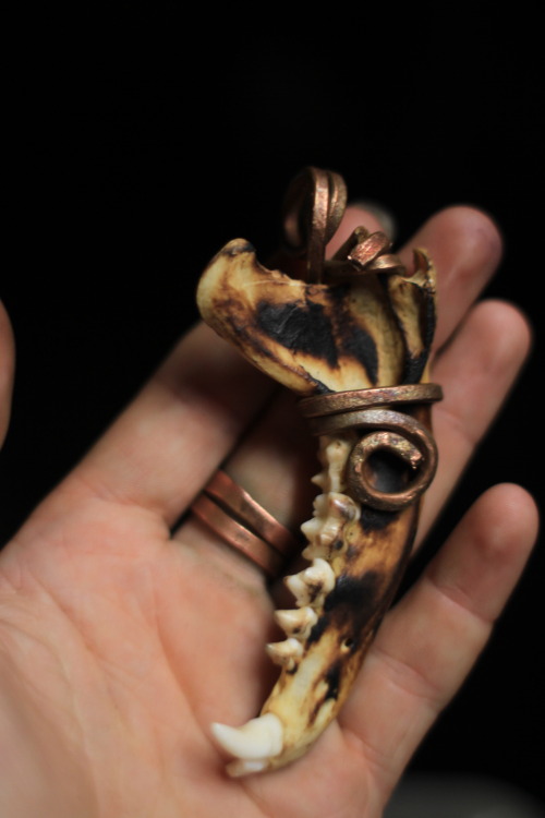 bone collecting on Tumblr bone collecting on Tumblr